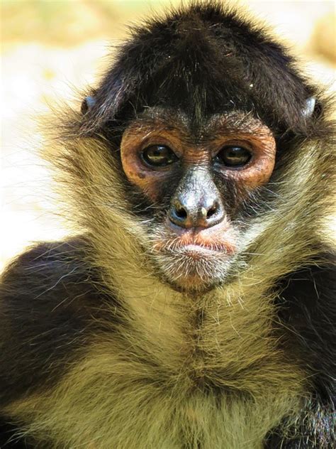 Peste 9 000 De Imagini Gratuite Cu Maimuta și Maimuţă Pixabay