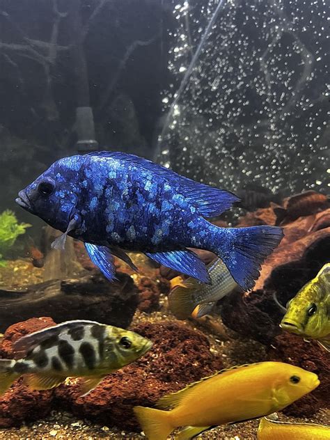 My 180 Gallon African Cichlid Tank Raquariums