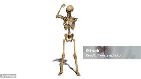 재미 있는 뼈대 중 유연 팔 근육 흰색 배경 3d에 고립 된 인간의 골격 렌더링 알통 만들기에 대한 스톡 사진 및 기타 이미지 알통 만들기 인간의 골격 3차원 형태