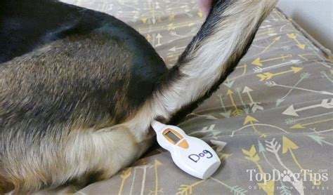 How To Take A Dogs Temperature With A Thermometer