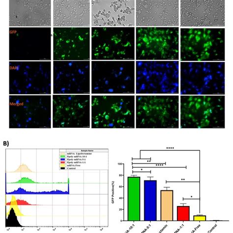 A Fluorescence Microscopy Results For The Free Egfp Mrna And Download Scientific Diagram