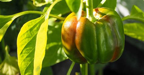Bell Pepper Growing And Care Guide The Garden Magazine
