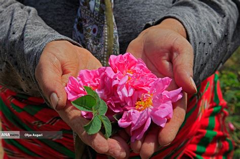 از خواص گل محمدی چه می‌دانید؟ خبرگزاری آنا