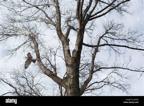 Pale Male A Red Tailed Hawk That Lives In Central Park Nyc Stock