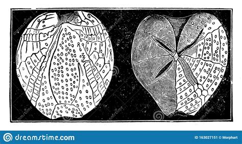 Fossil Echinoderms Vintage Engraving Stock Vector Illustration Of Engraving Antique 163027151
