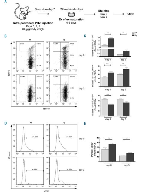 Figure 1 From A Novel Role For Nuclear Factor Erythroid 2 In Erythroid