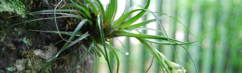 Bromeliads Growing Medium And Mounting Materials