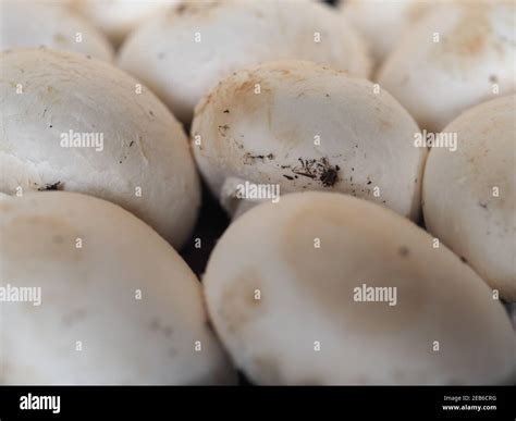Agaricus Bisporus Aka Champignons Mushrooms Vegetarian Food Agaricus