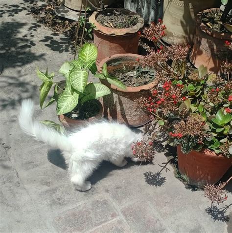 Lilly 😽 Instagram