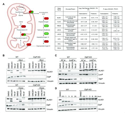 Clpp Activation Induces Loss Of Major Components Of The Heme
