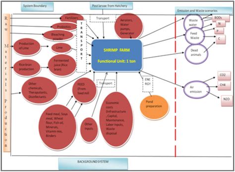 Detailed Flow Diagram Of The Shrimp Production Process For Life Cycle Download Scientific