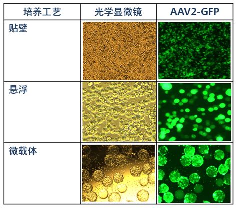 AAV工艺开发 和元生物