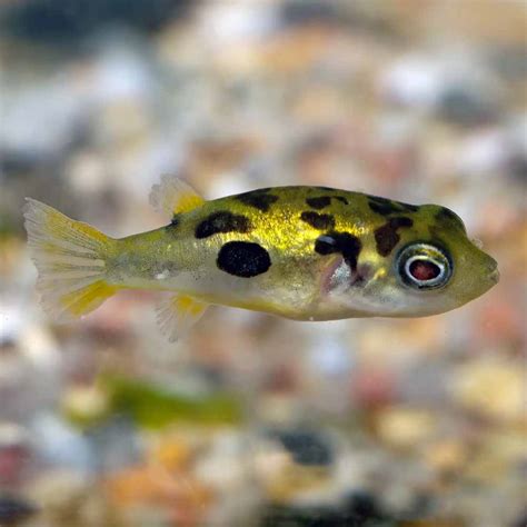 Pea Puffer Rsb Aquatics