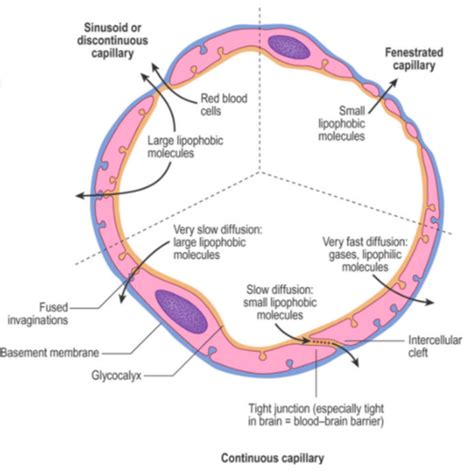 Microcirculation Flashcards Quizlet