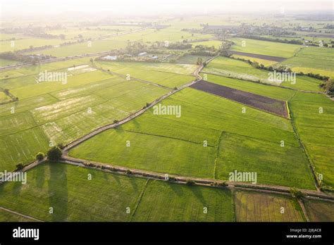 Aerial View Of Green Rice Paddy Field Farming Cultivation In
