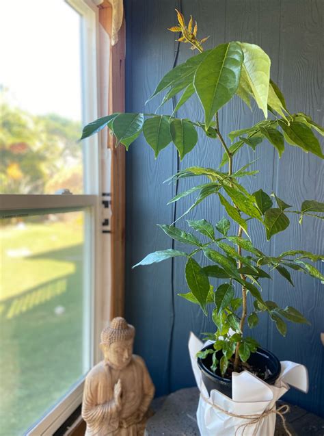 Ice Cream Bean Trees Natures Cotton Candy Lehuas Forest Flower