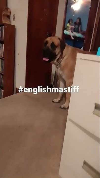 English Mastiff Puppies Youtube
