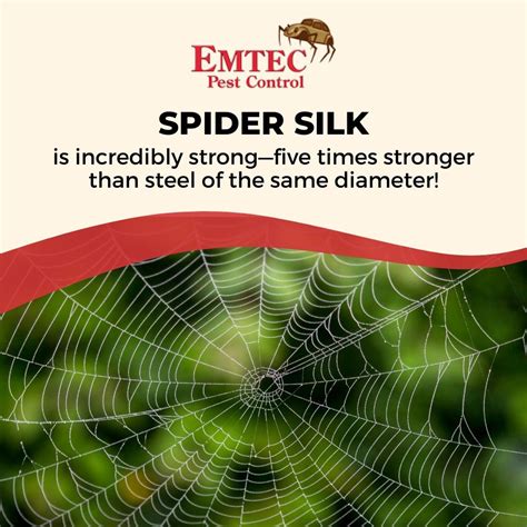 Emtec Pest Control On Linkedin Spiderfacts Pestcontrol Didyouknow