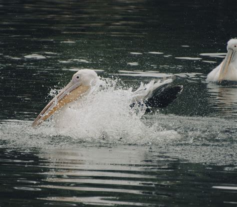 Pelican Bird Waterfowl Free Photo On Pixabay Pixabay