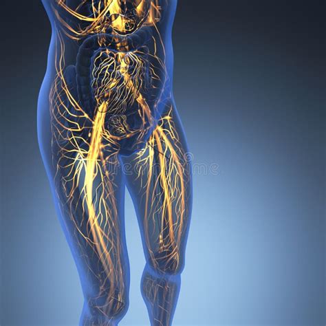 Wetenschappelijke Anatomie Van Het Menselijk Lichaam Bij Straling Met