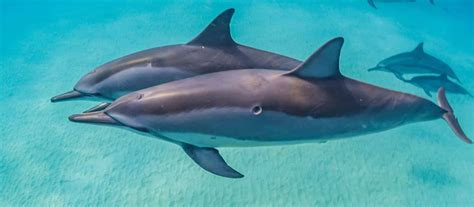 Dolphin Tours On Jet Skis An Up Close Marine Encounter Aaa Jet Ski