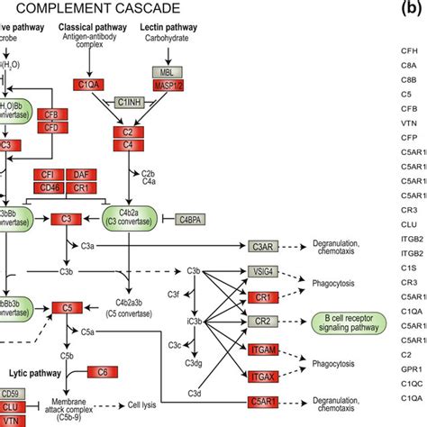 An Overview Of The Complement Cascade In Lumpfish A The Molecules In