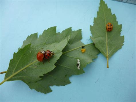 Common Backyard Beneficials — Plant And Pest Advisory