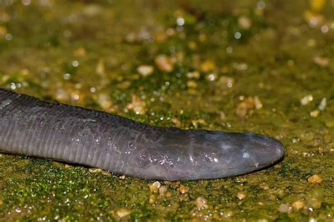 Ichthyophiidae Archives Natureworks