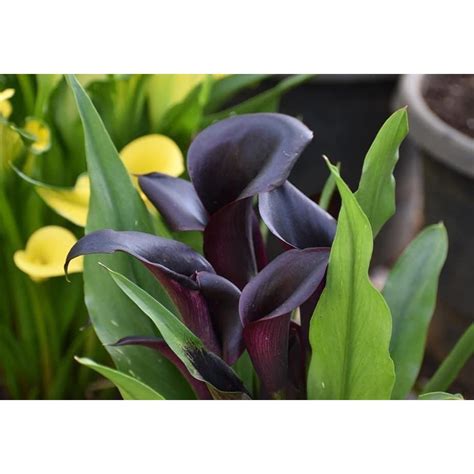 Purple Calla Lily Plant At Piece In Bengaluru Id