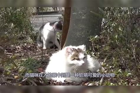 猫咪抓到一条蛇，一声不吭直接开吃，镜头拍下霸气全过程！