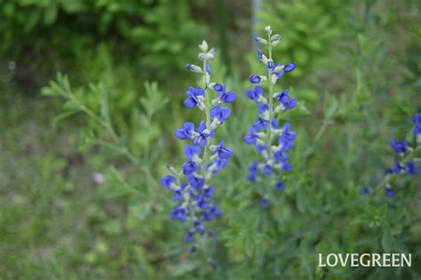 初夏に咲く花一覧｜初夏を彩る花たちを写真付きで紹介 Lovegreen ラブグリーン