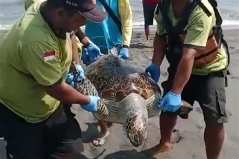 Seekor Penyu Hijau Berukuran Besar Ditemukan Mati Karena Memakan Sampah