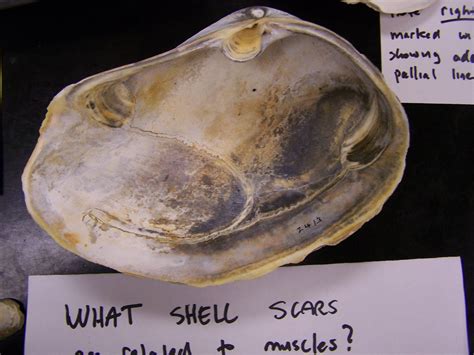Muscle Scars Of Bivalve Rob Growler Flickr