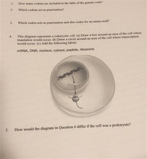 Solved 1 How Many Codons Are Included In The Table Of The