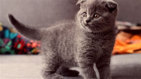 Wallpaper Cute Gray Cat Standing Observation 1920x1440 Picture Image