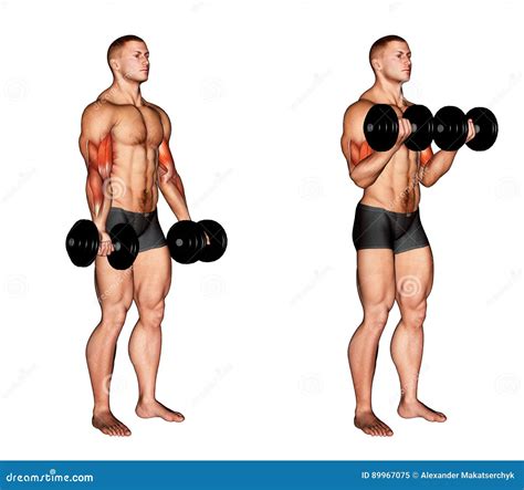 Exercising Dumbbell Biceps Curl Stock Illustration Illustration Of