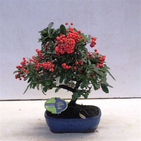 Pyracantha Coccinea — Plant Wholesale Floraccess