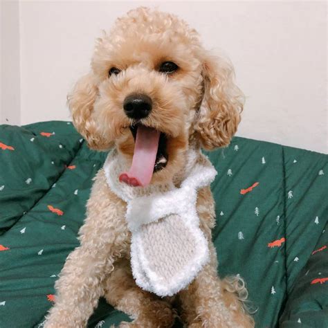 내 목도리 만들다가 지루해서 만든 강아지 목도리 인스티즈 Instiz 일상 카테고리