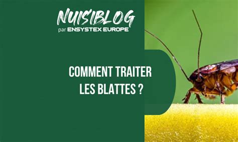 Guide Pratique Pour éliminer Efficacement Les Cafards Nuisibles Expert