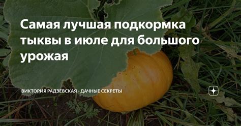Самая лучшая подкормка тыквы в июле для большого урожая | Виктория ...