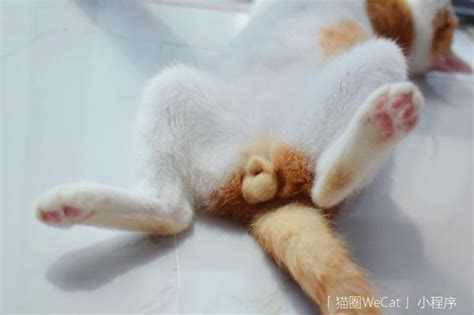 你家猫蛋蛋是什么颜色猫圈话题 知乎