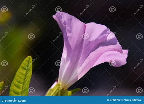 Convolvulus Stock Image Image Of Treated Weednalthough 97200733