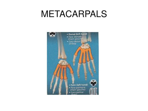 Ppt Bones Of The Skeletal System Powerpoint Presentation Free Download Id6706439