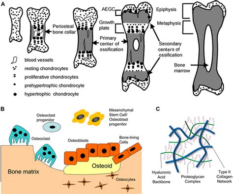 Endochondral Ossification Model Anatomy Organs Human Appendix A