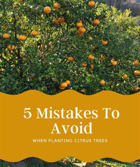 5 Citrus Tree Planting Mistakes To Avoid Read Now
