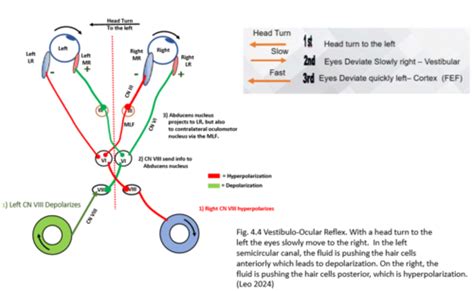 Vestibular System Flashcards Quizlet