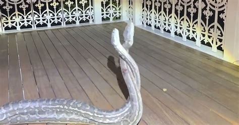Two Pythons Battle For Almost An Hour At Queensland Home