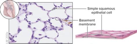 Simple Squamous Epithelium Slide Lung