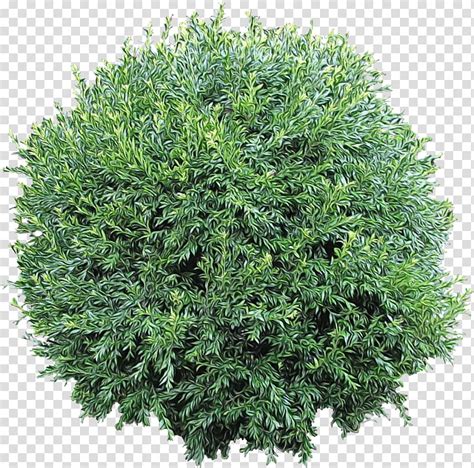 Juniper Tree Clip Art At Andrew Capone Blog