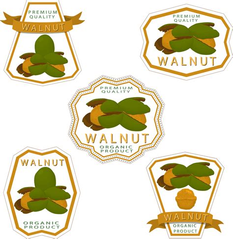 Big Set Different Types Walnut In Nutshell 21253904 Png